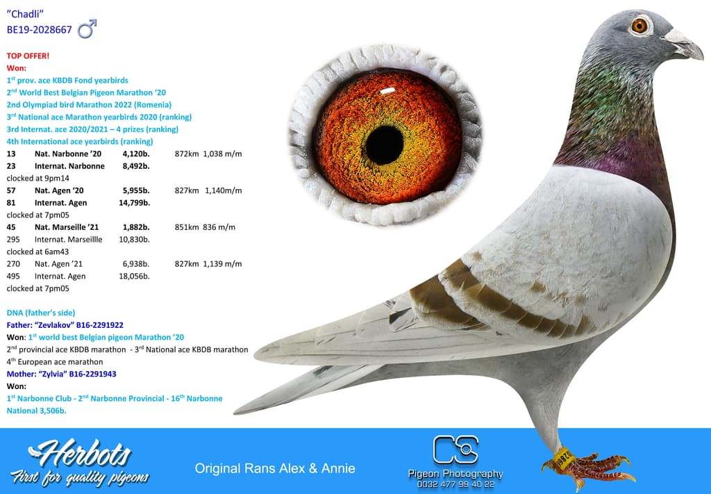 "Chadli "of Rans Alex and Annie... a superior topper