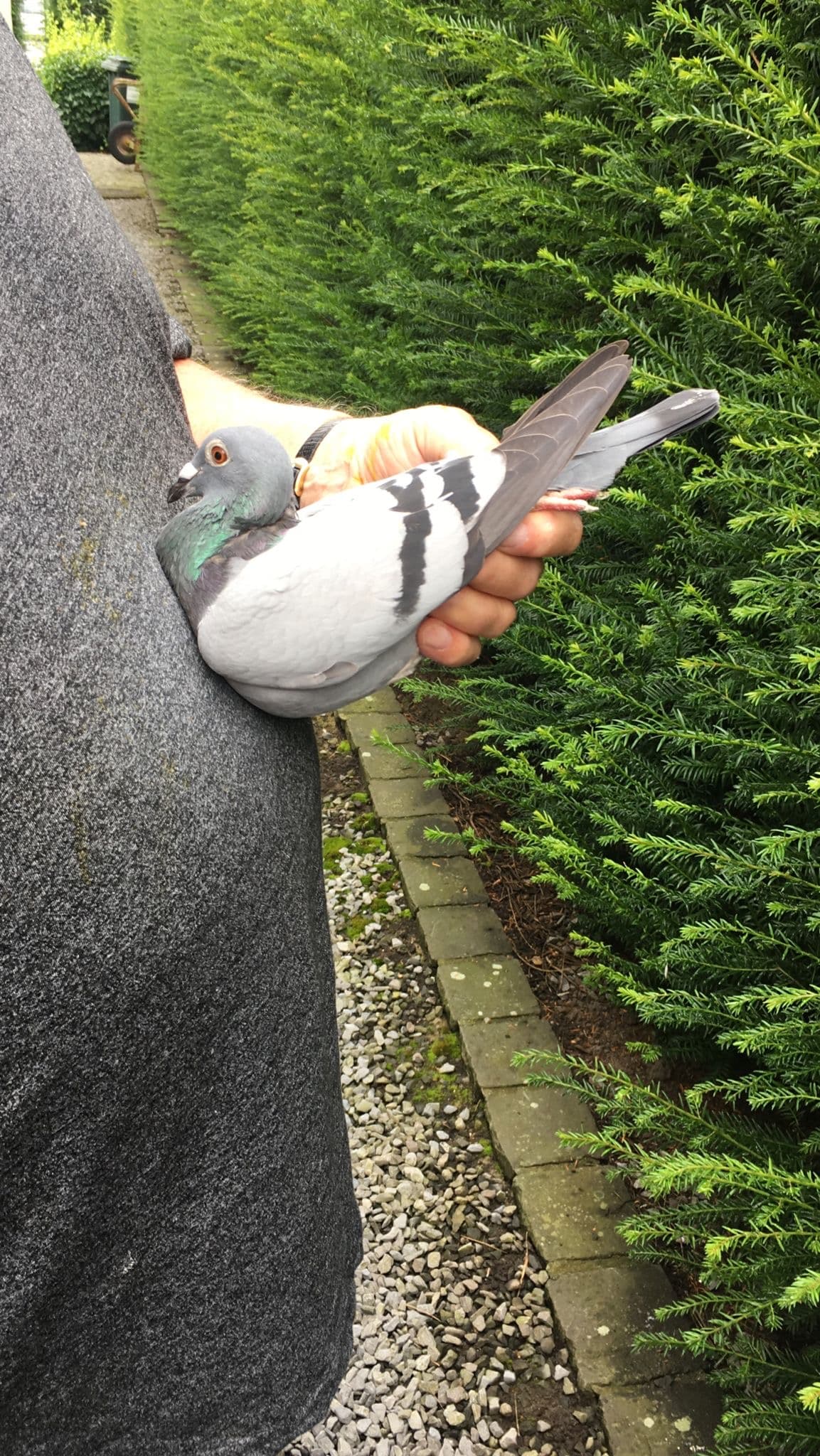 Vandenheede Freddy en Jacques: Kruisem (Zingem): 1st Prov. Bergerac and ...