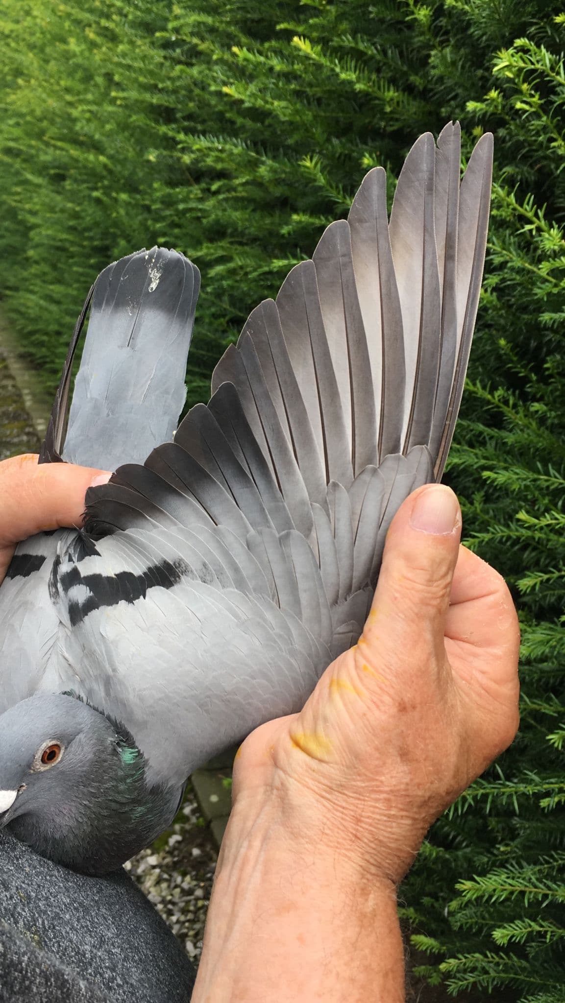 Vandenheede Freddy en Jacques: Kruisem (Zingem): 1st Prov. Bergerac and ...