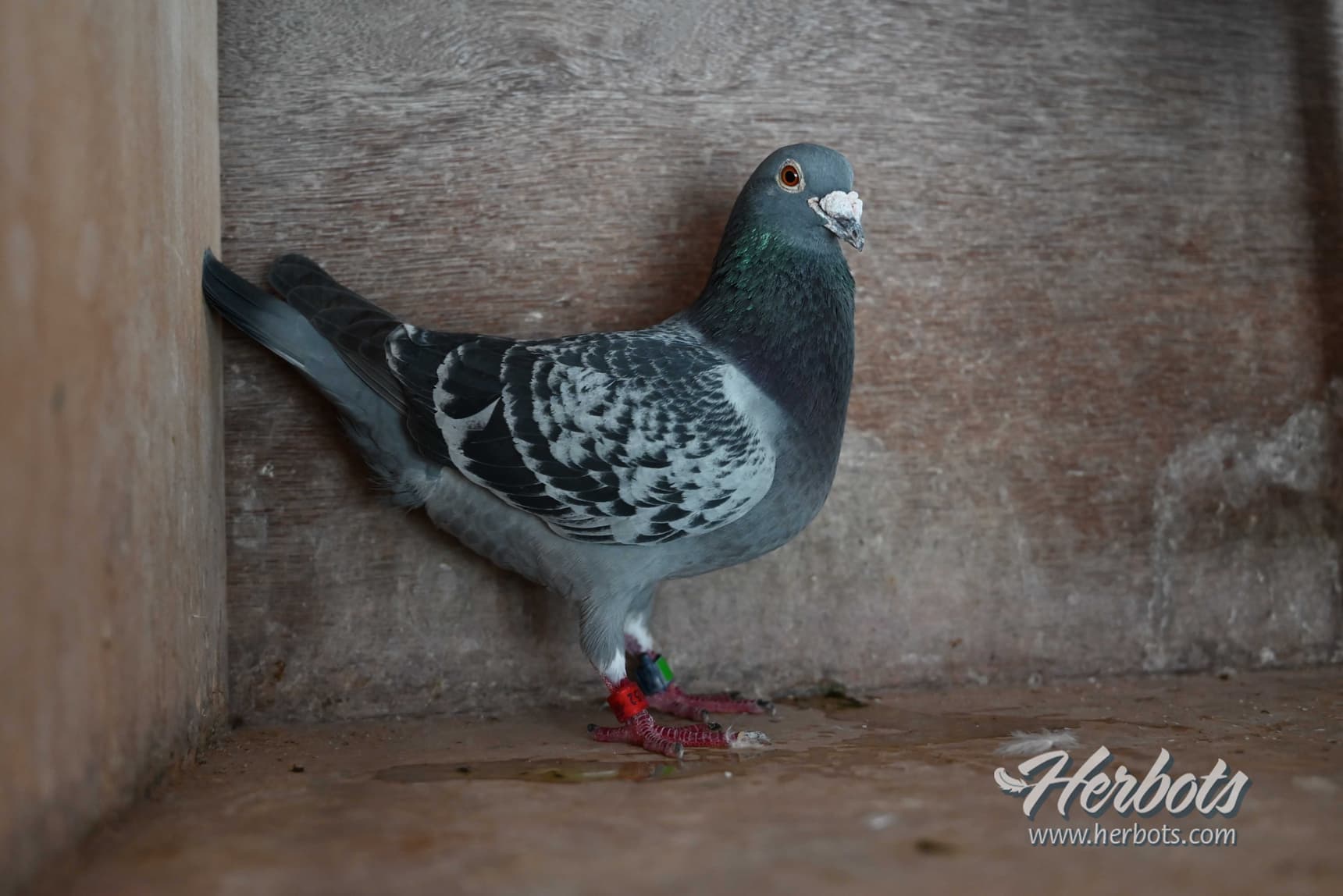 Verschoot Joel (Ingelmunster): 1st National Valence 6,061 old birds