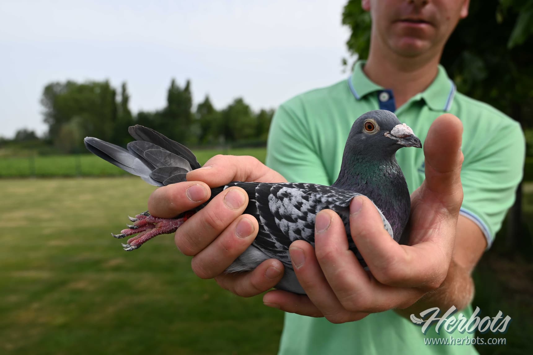 Verschoot Joel (Ingelmunster): 1st National Valence 6,061 old birds