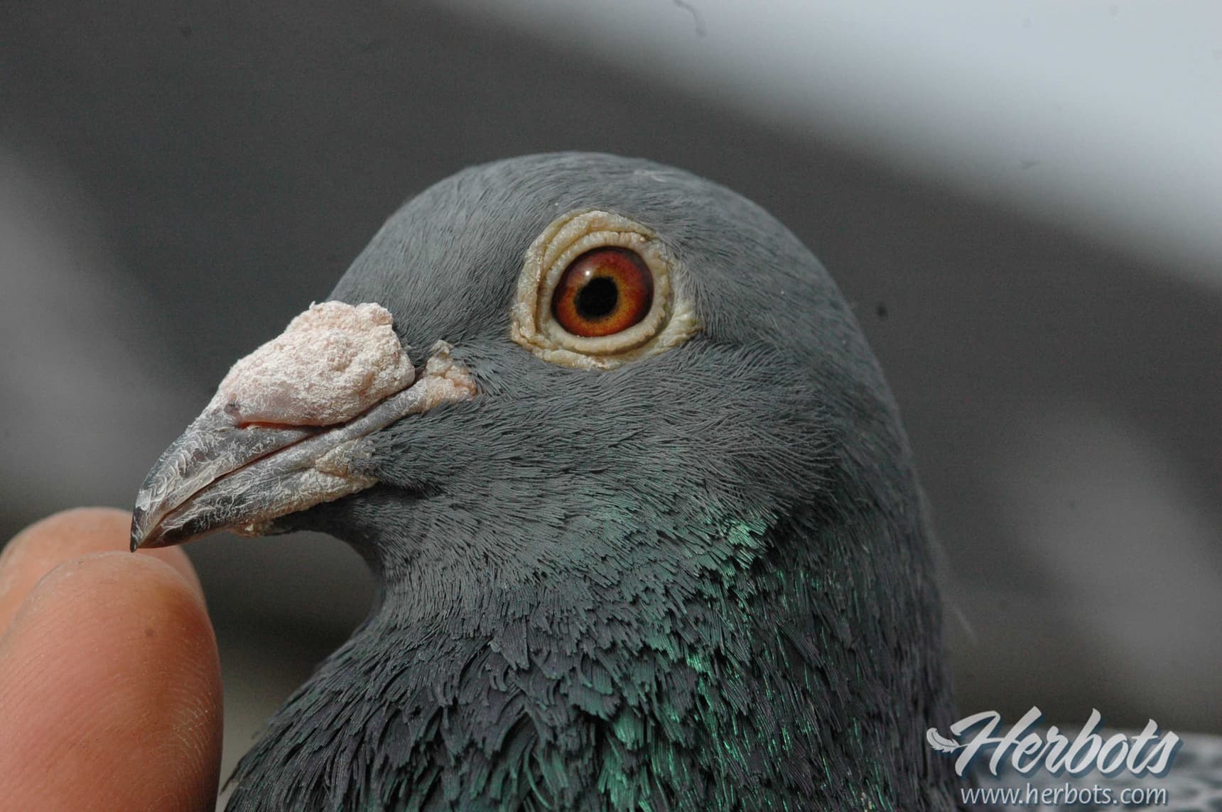 Verschoot Joel (Ingelmunster): 1st National Valence 6,061 old birds