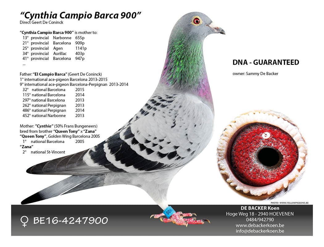 Koen de Backer (Hoevenen) wint 1ste en 2de Prov. Narbonne Jaarlingen ...