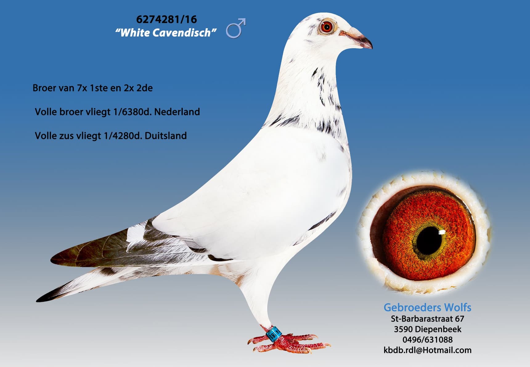 Rene Vervoort from Hulshout is the breeder of “White Man” and “Mormelke ...