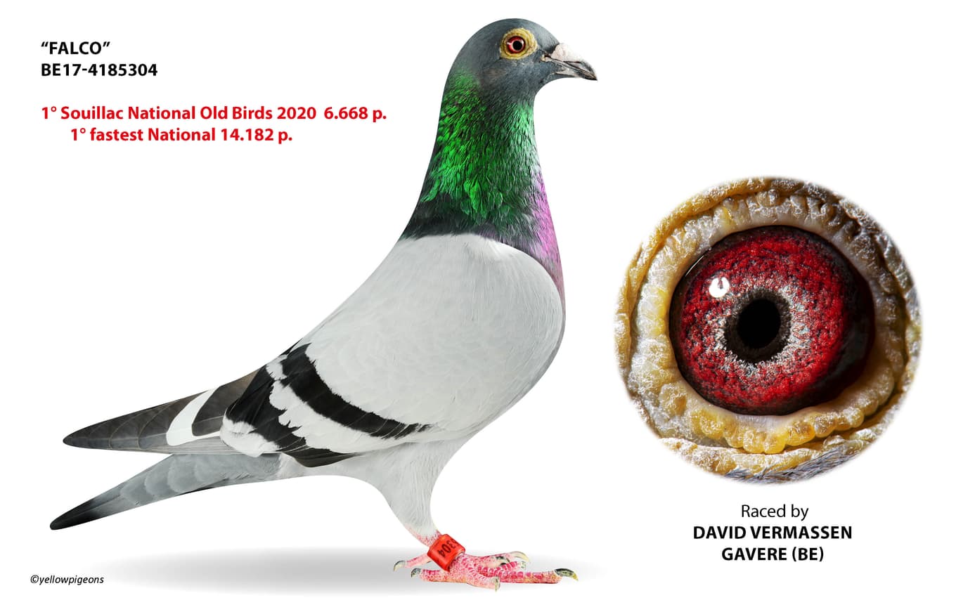 David Vermassen from Gavere will again perform at a very strong ...