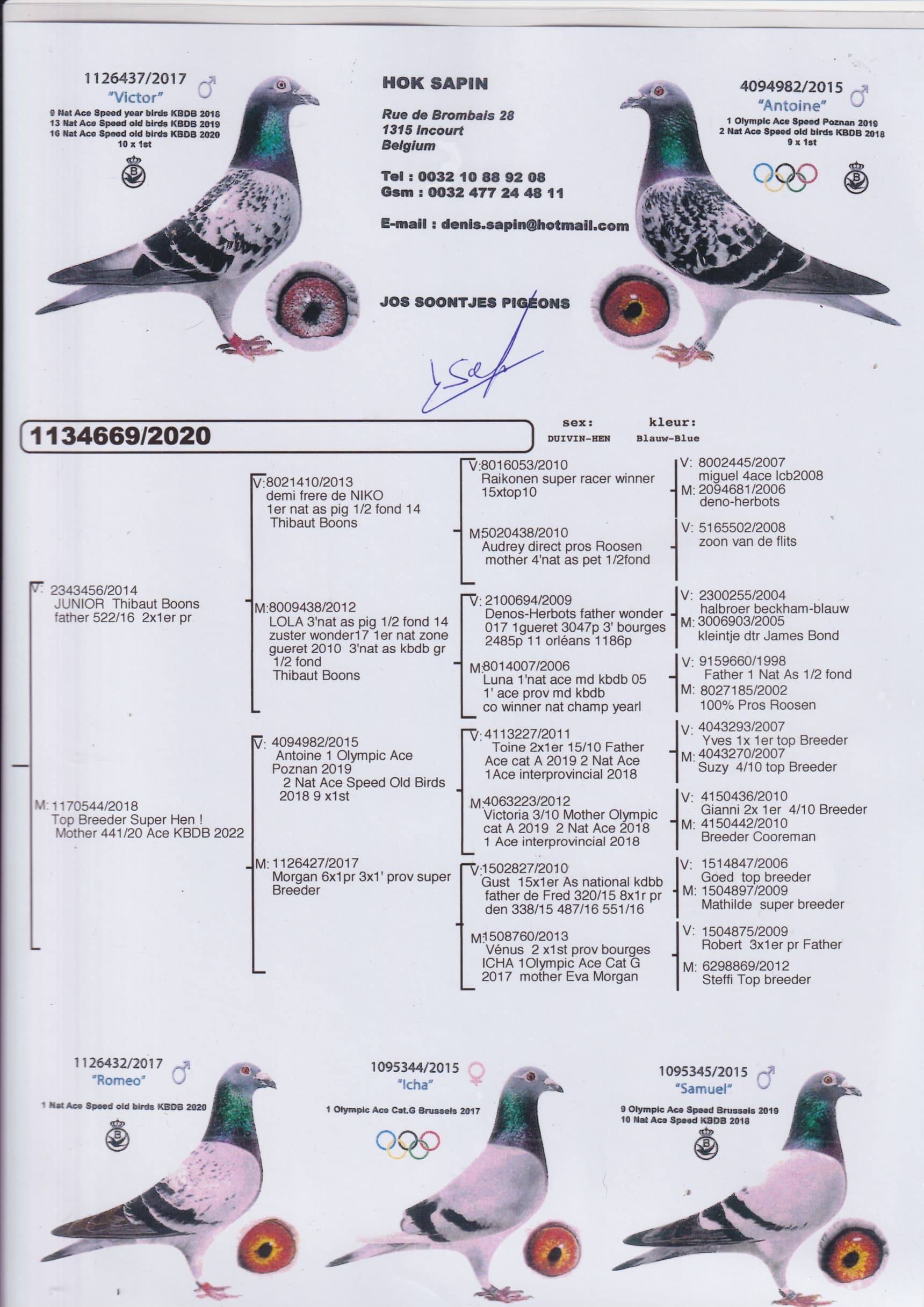 Ace Pigeon of the Month June olds / yearlings Herbots Championship