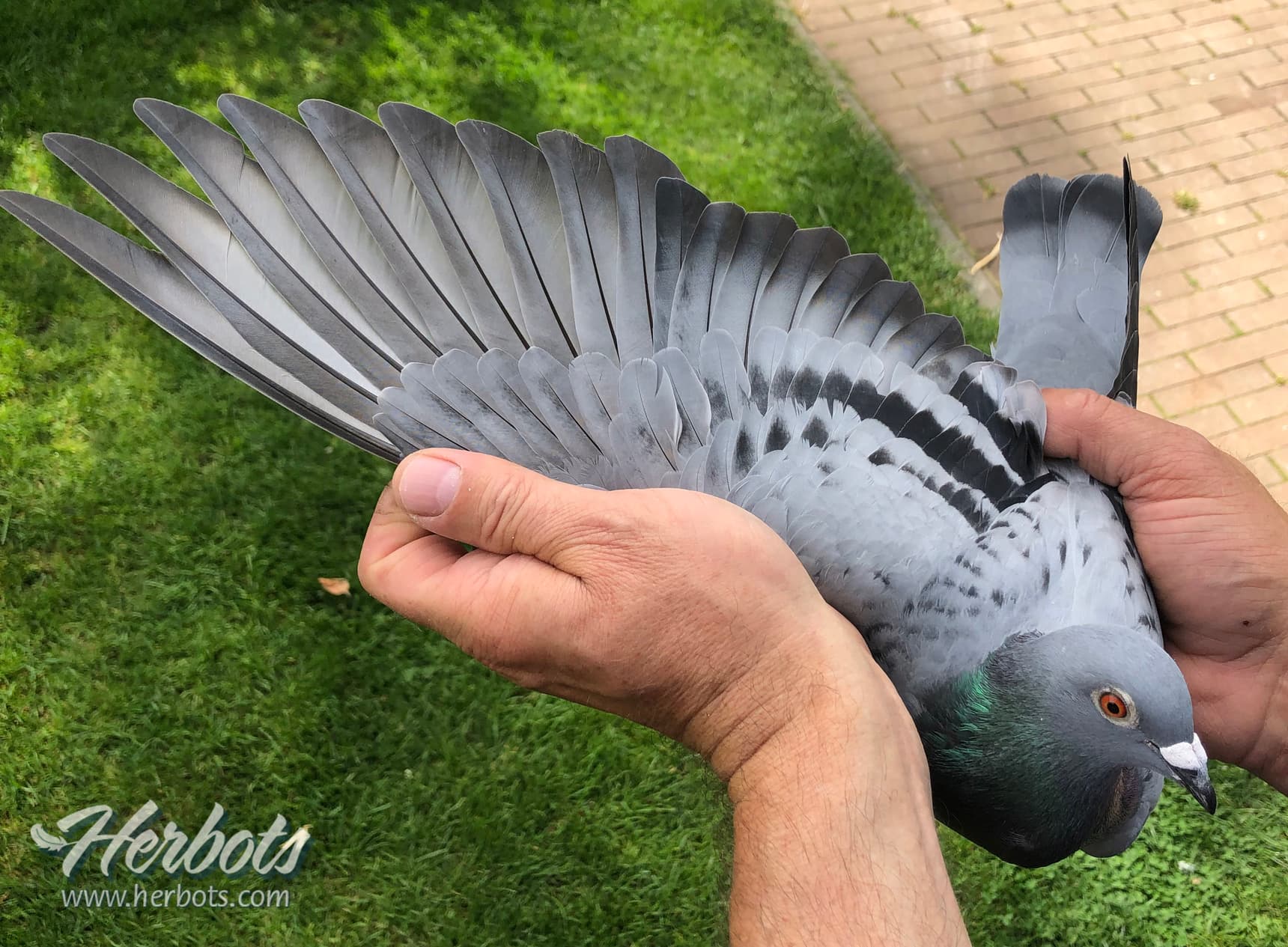 Christiaan Van Weyenberghe ( Tessenderlo ) takes his 1st provincial ...