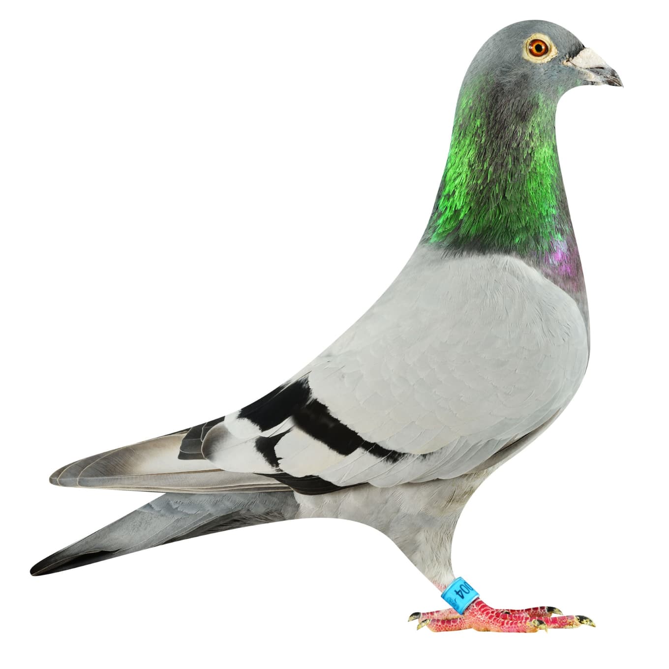 Dirk Van Den Bulck (Grobbendonk) wins 1st National Ace Pigeon sprint ...