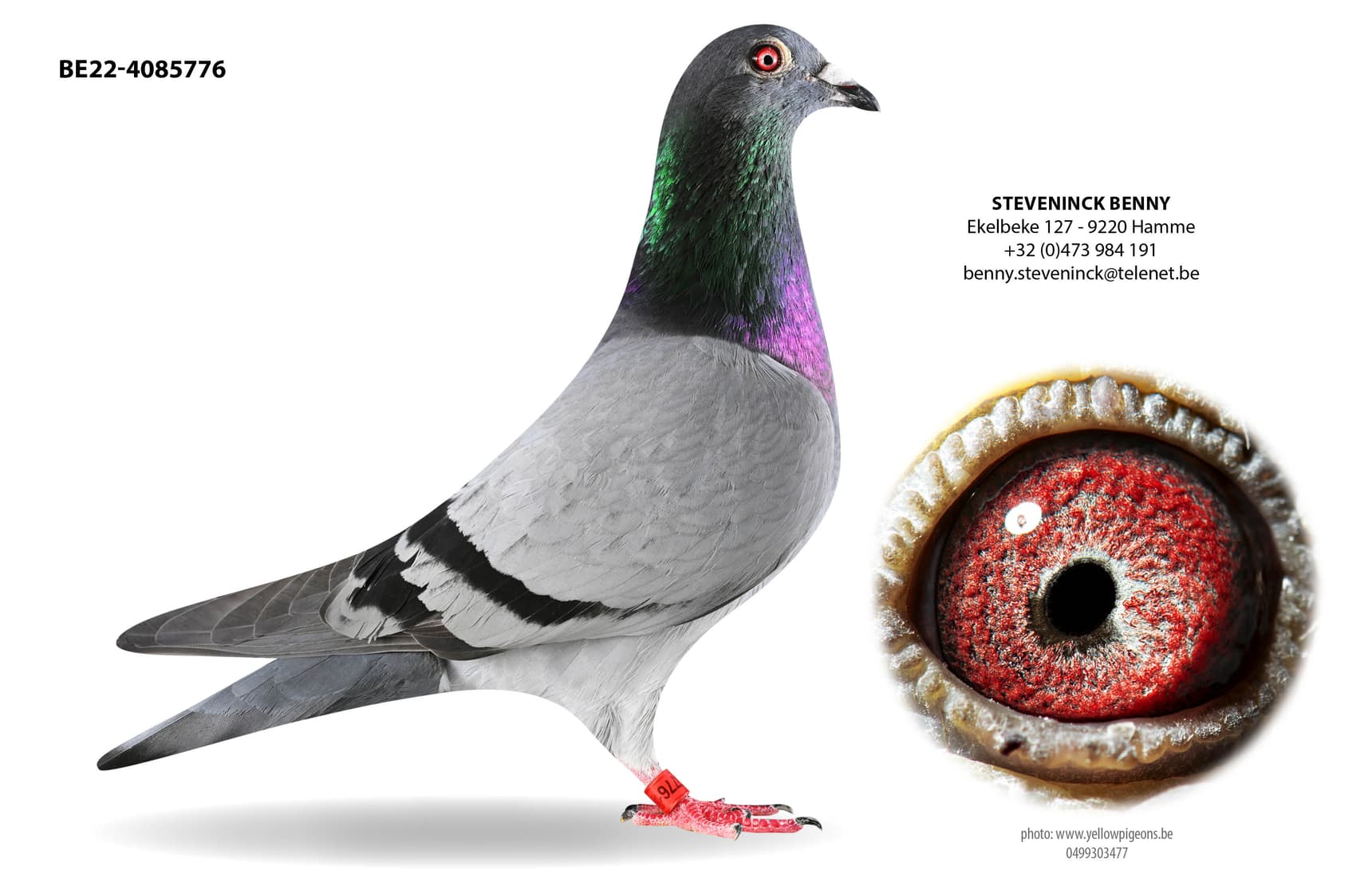 Top performance of Benny Steveninck on national Sancoins race: 5 x Top ...