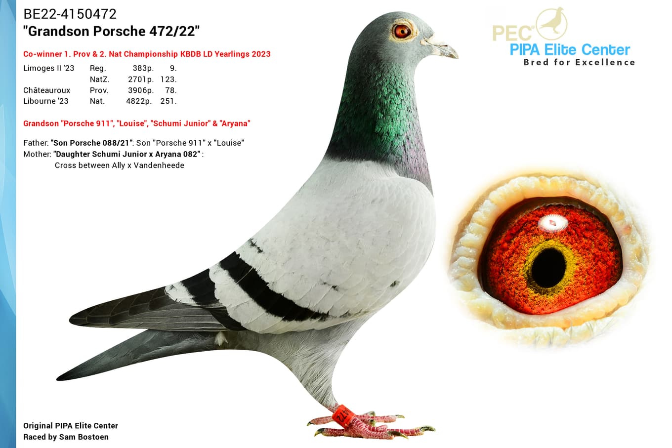 Sam Bostoen (Adegem) beleeft met 1e natonale asduif en zilver in ...