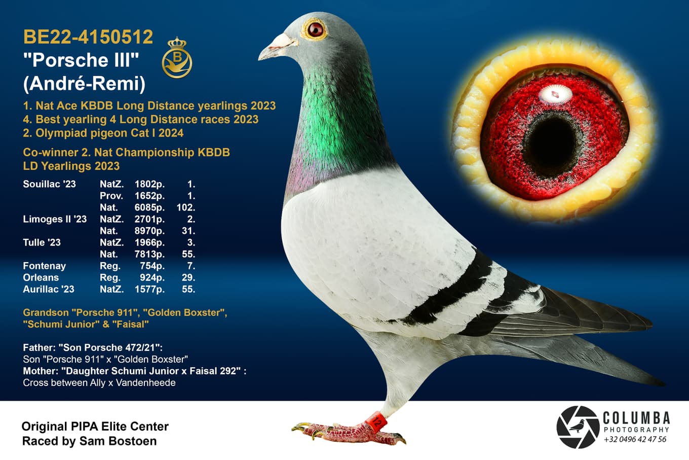 Sam Bostoen (Adegem) beleeft met 1e natonale asduif en zilver in ...