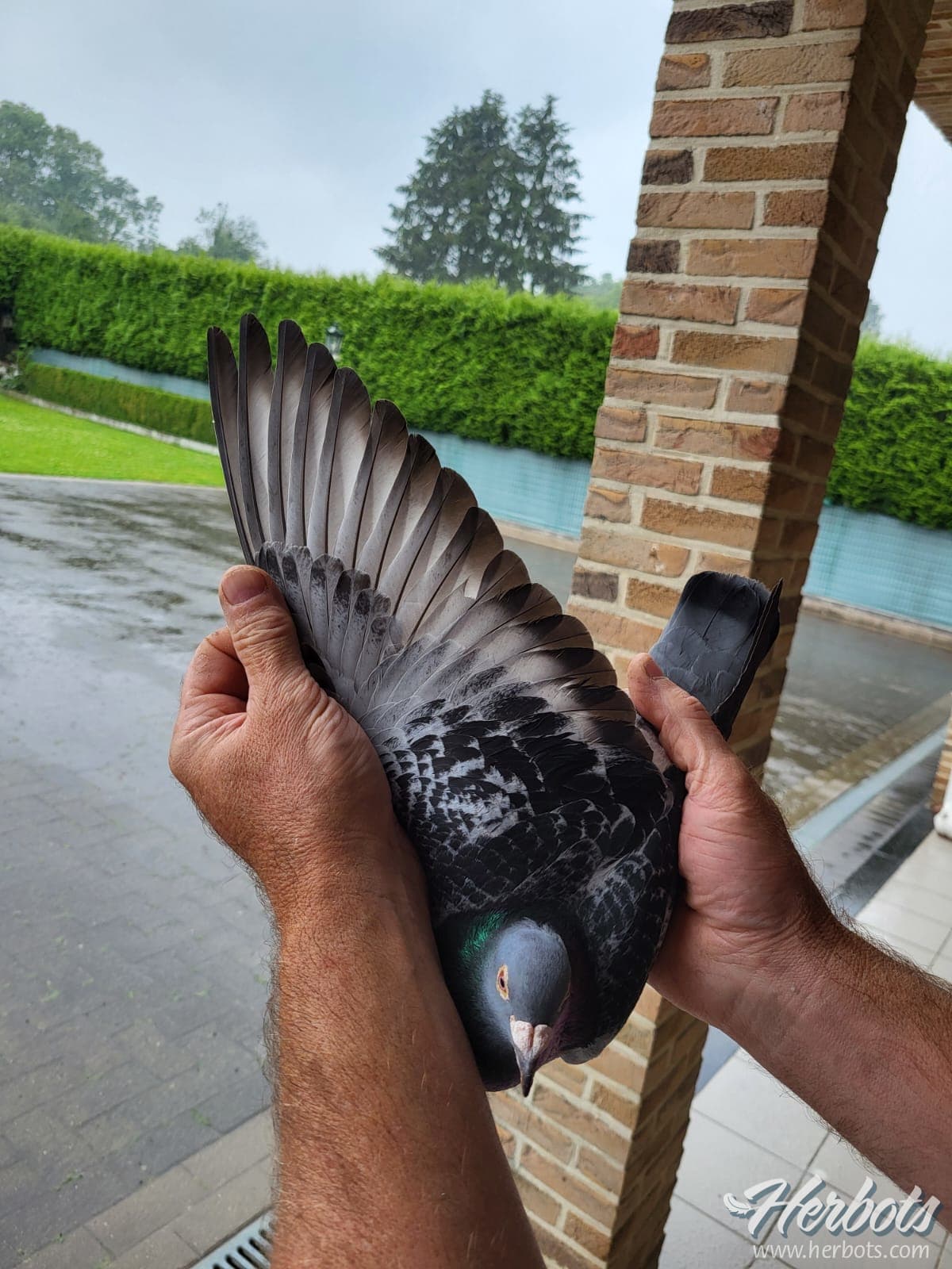 Nico Reynders (Sluizen) has the fastest pigeon of the whole province of ...