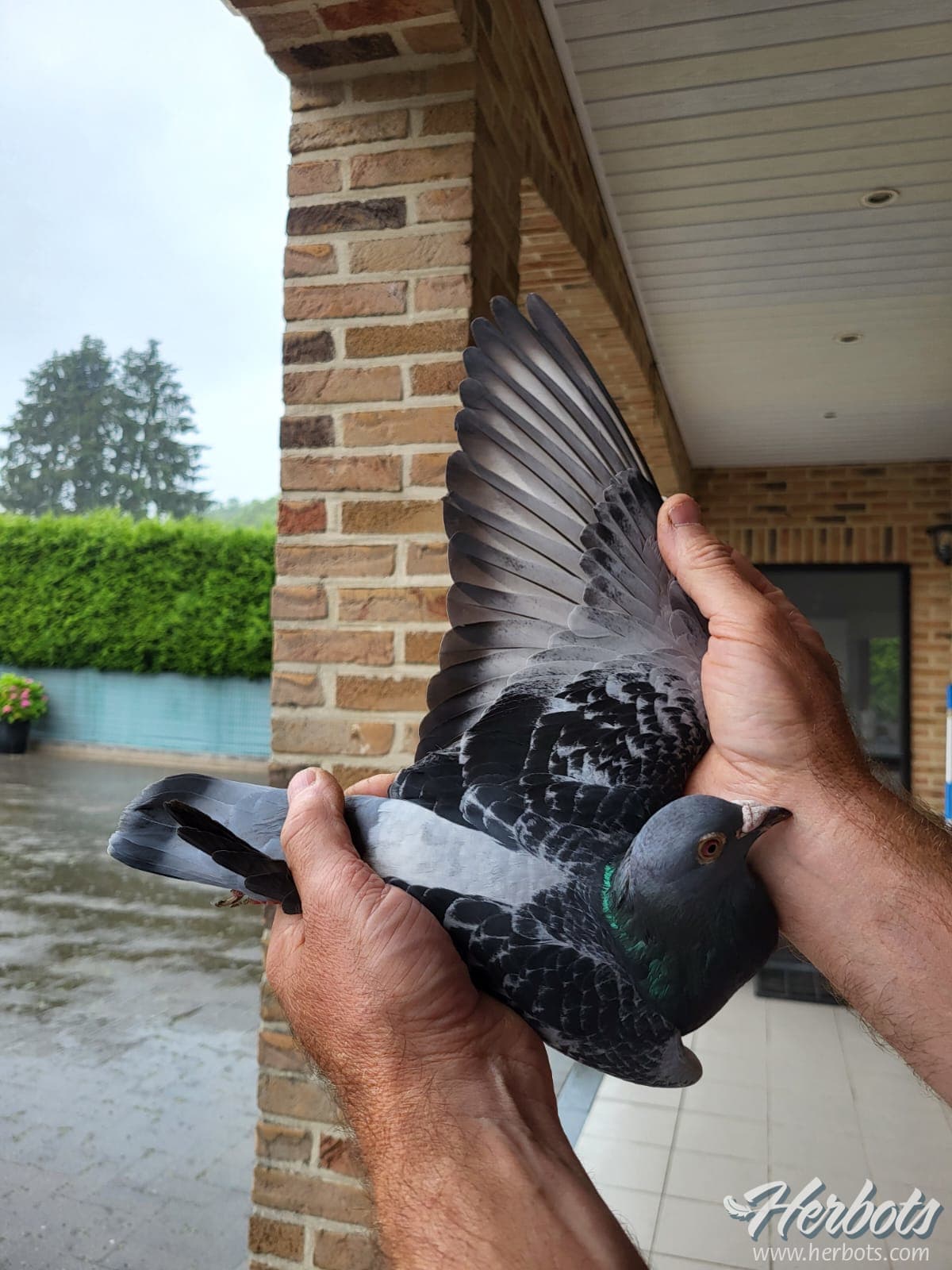 Nico Reynders (Sluizen) has the fastest pigeon of the whole province of ...