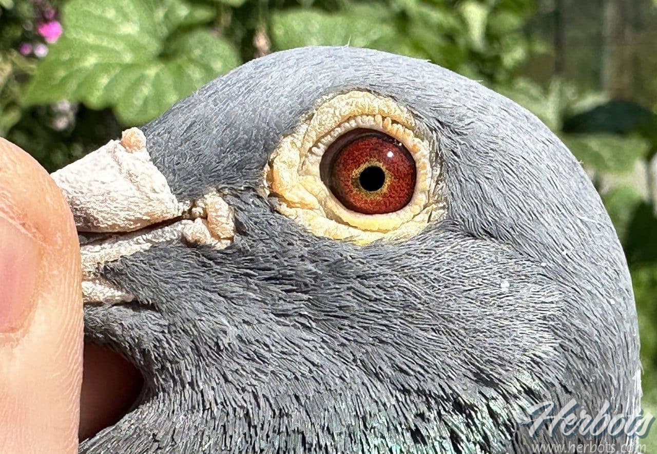 Geerinckx Bart & Jurgen (Wommelgem) win 1st Provincial Bergerac Antwerp ...