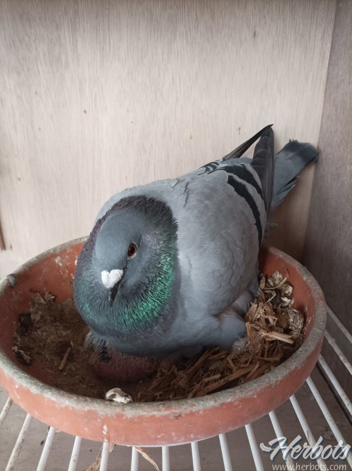 Nico Fourneau has the fastest pigeon of the province of West Flanders ...
