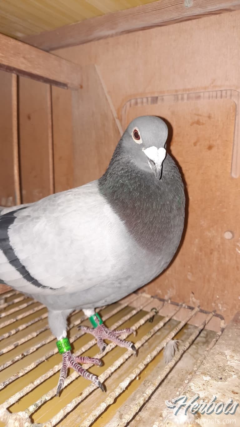 Marc Bollen schittert twee weken op rij met gewestelijke overwinning ...