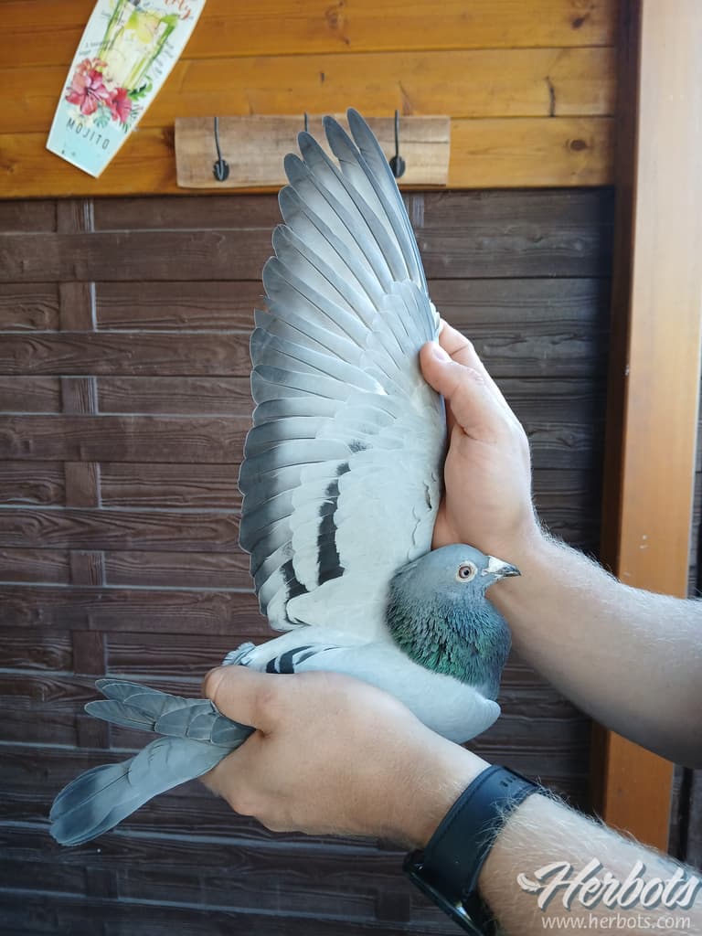 Koen de Backer (Hoevenen) wint 1ste en 2de Prov. Narbonne Jaarlingen ...