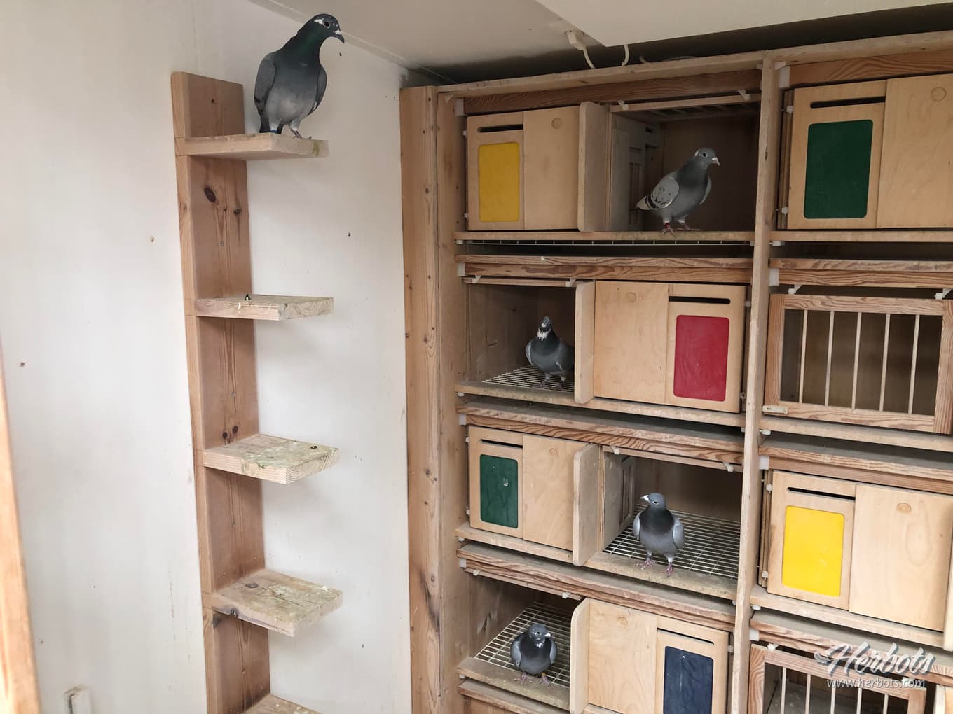 Bart Geerinckx ( Wommelgem ) 1st National Ace Pigeon Long Distance old ...