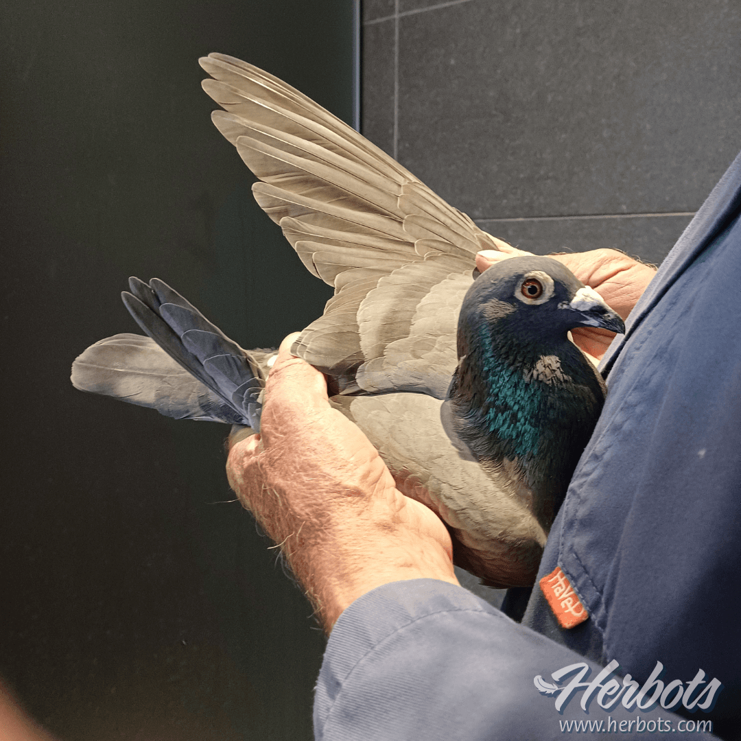 Roger Engelen wins 1st and 39th Provincial Bourges I against 4,057 ...