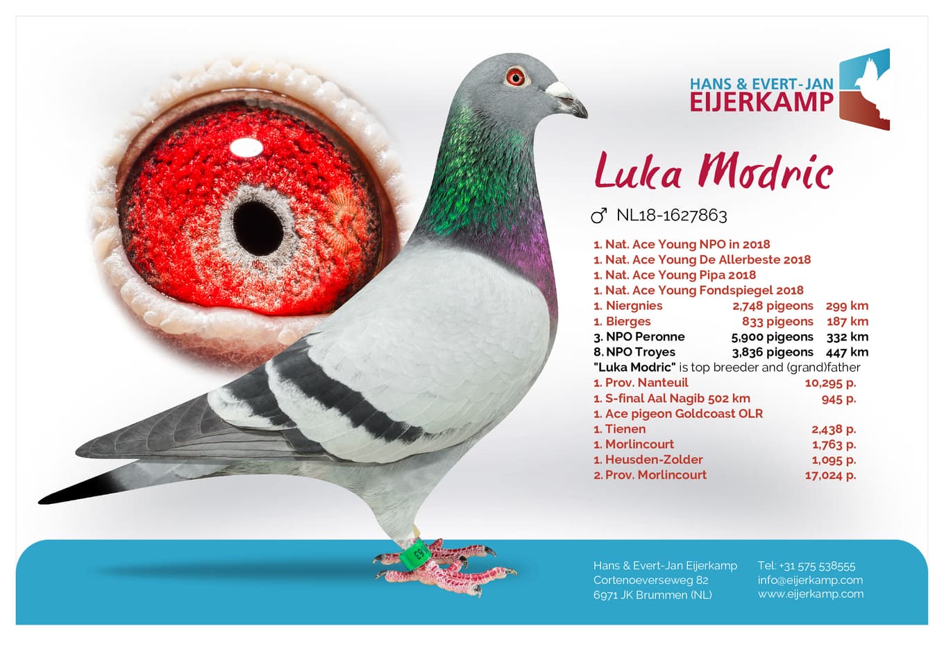 Hans and Evert-Jan Eijerkamp - Pioneers of International Pigeon Racing ...