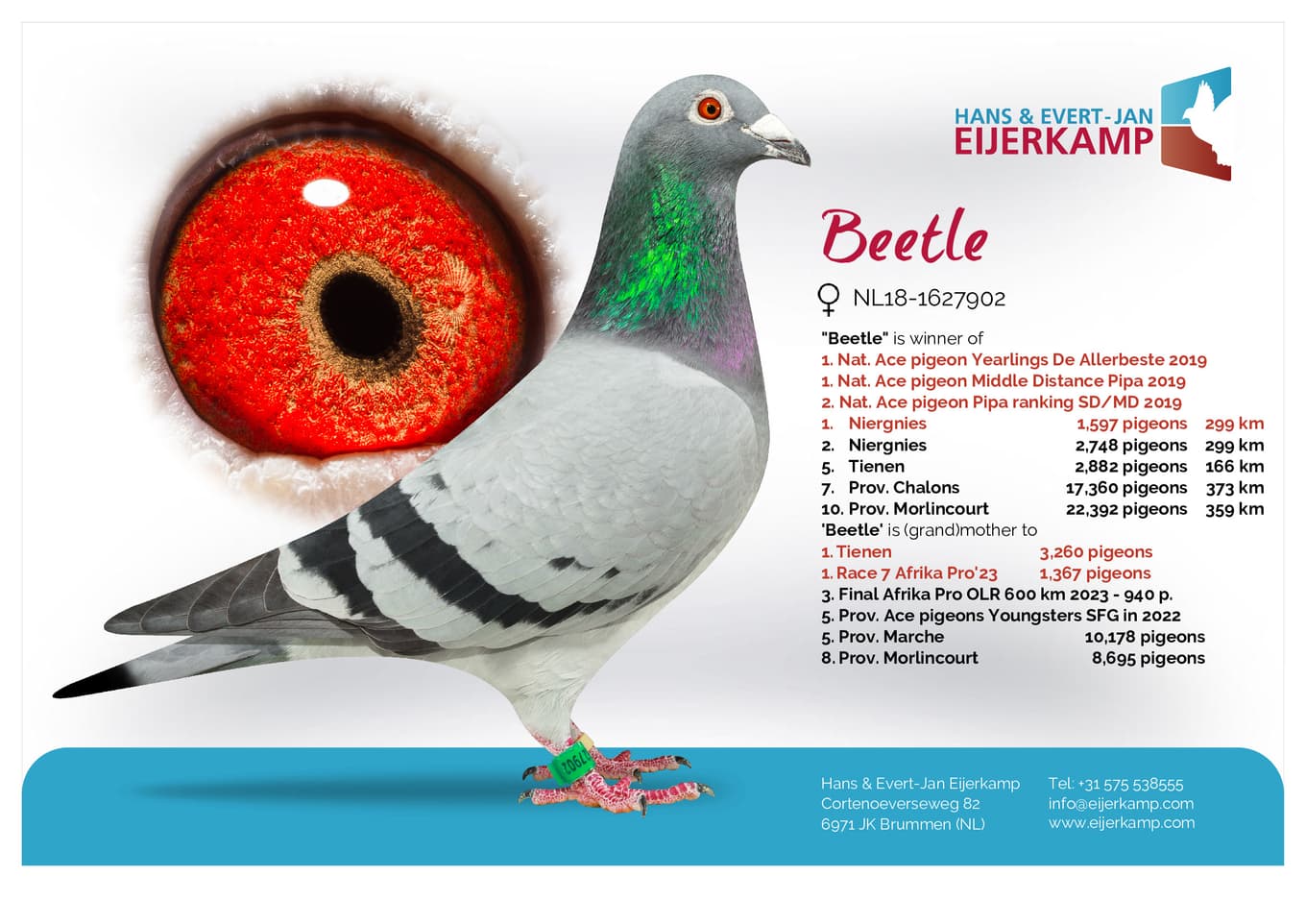 Hans and Evert-Jan Eijerkamp - Pioneers of International Pigeon Racing ...