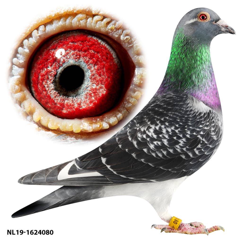 Dirk Van Den Bulck (Grobbendonk) wins 1st National Ace Pigeon sprint ...