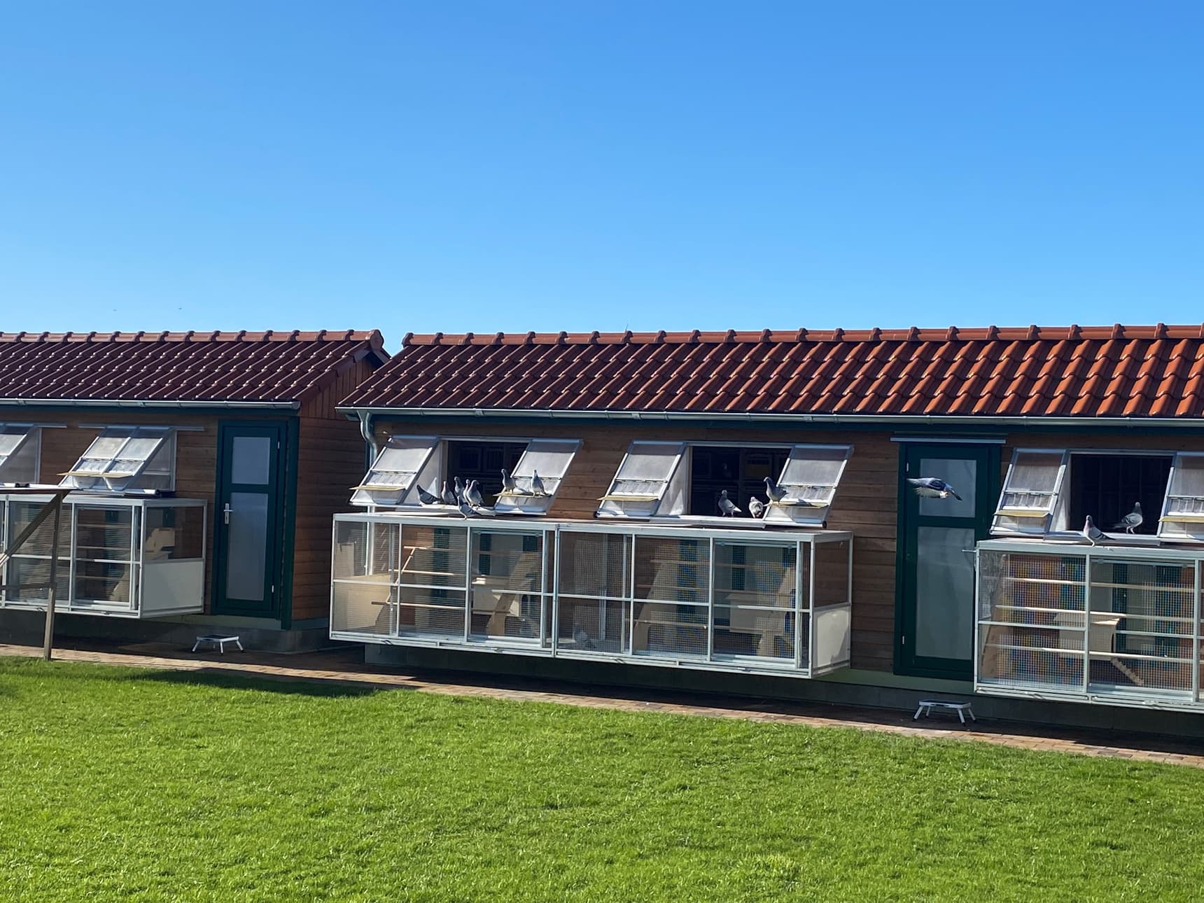 Exclusive Pigeon Targeted investment in top birds