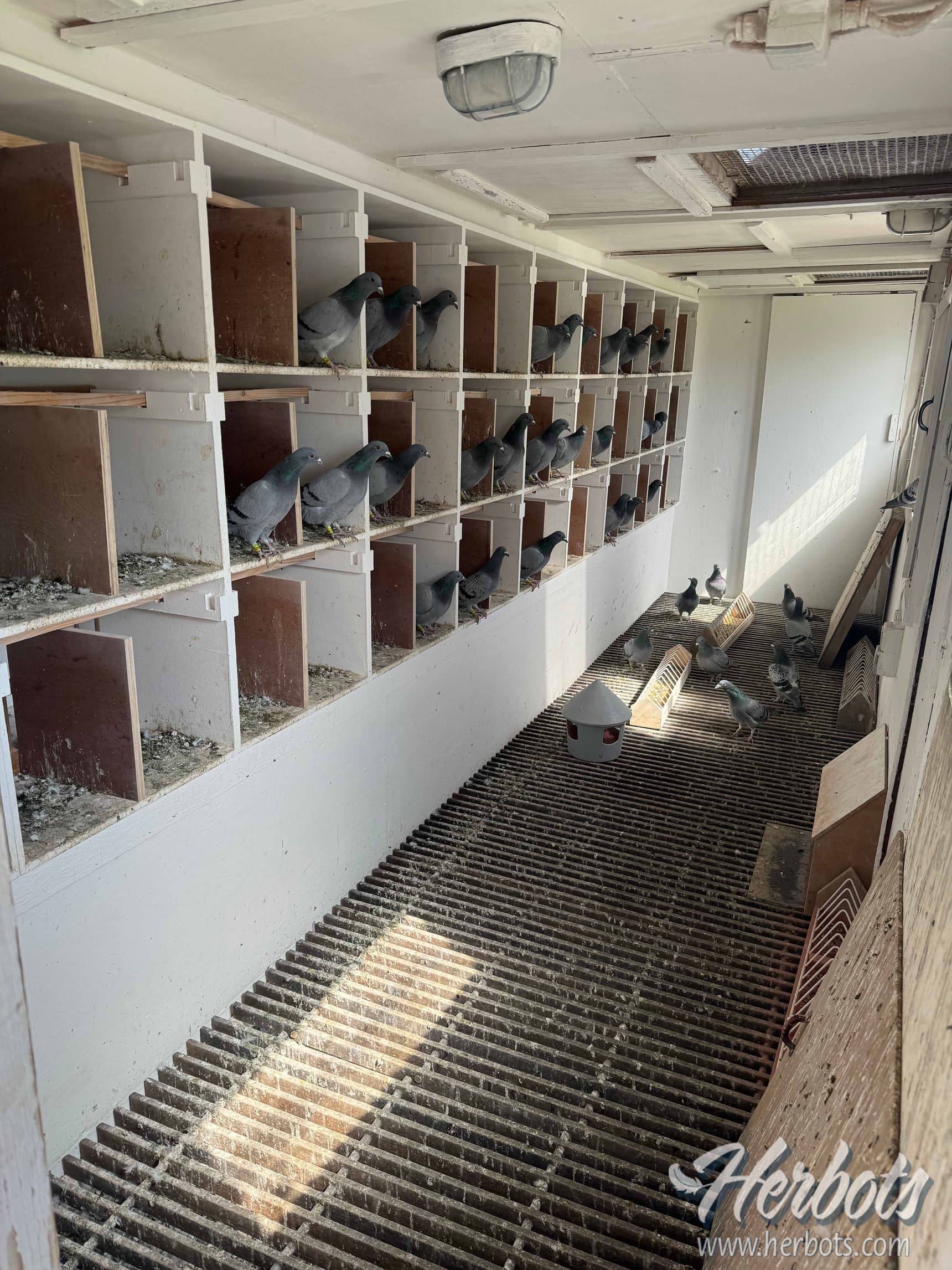 Wim Storms (Berlaar) 1st National Champion heavy middle distance ...