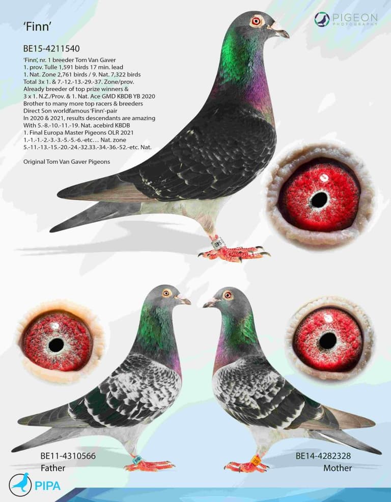 Bombeke Luc: A breeding loft with world class genes