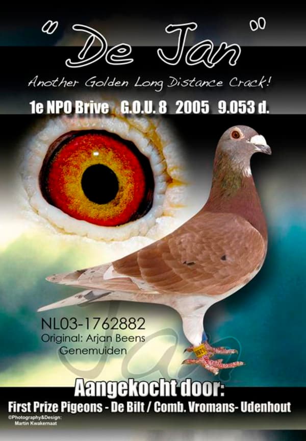 ‘Super Jan’ x ‘De kuif van Aarden’ - NL-24-8487583