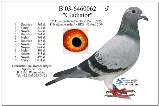 Bombeke Luc: A breeding loft with world class genes