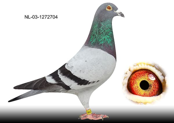 100% LUDO CLAESSENS - BE-19-5071285