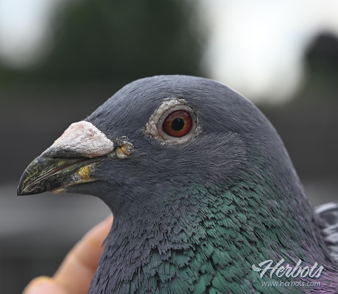 Herbots Jo & Raf - Halle-Booienhoven: 1st Nat. Argenton 4,758 old birds ...