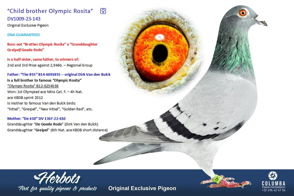 ”760-White Man/Speedy Grizzle” - DV-01408-25-760