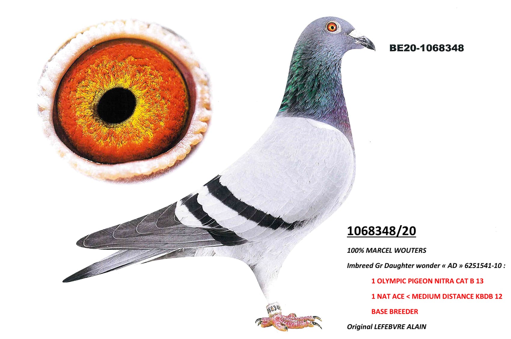 100% MARCEL WOUTERS - BE-20-1068348
