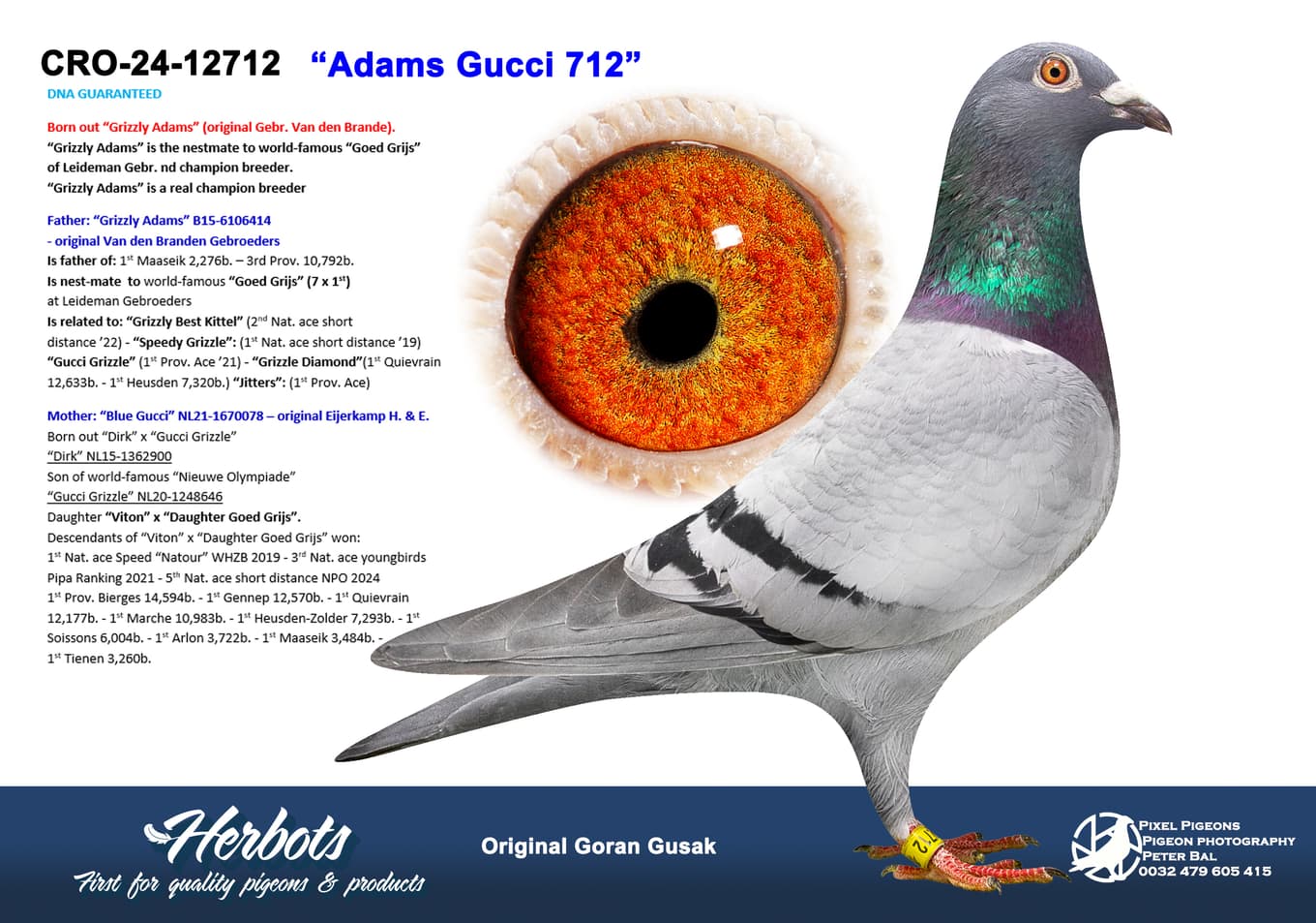 Pigeon Bids Goran Gusak June 2025