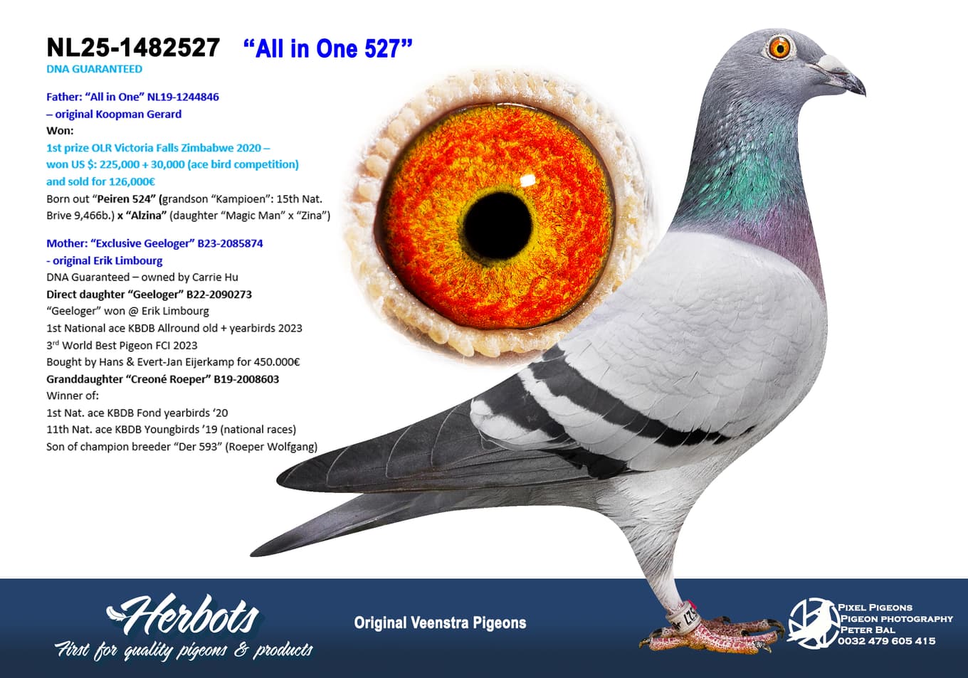 Pigeon Bids December 2025