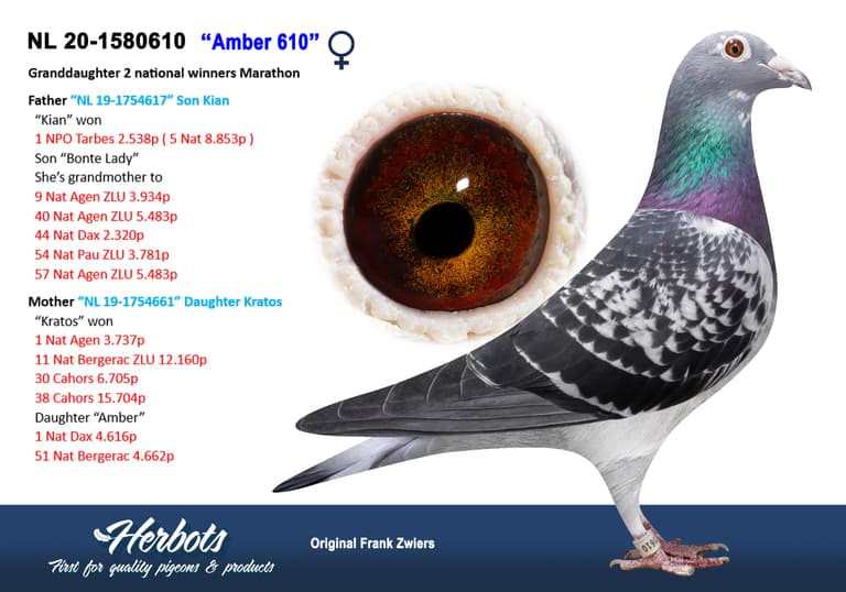“Amber 610” - NL-20-1580610