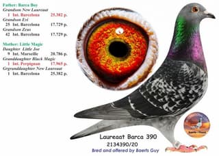 Herbots - First for quality pigeons & products