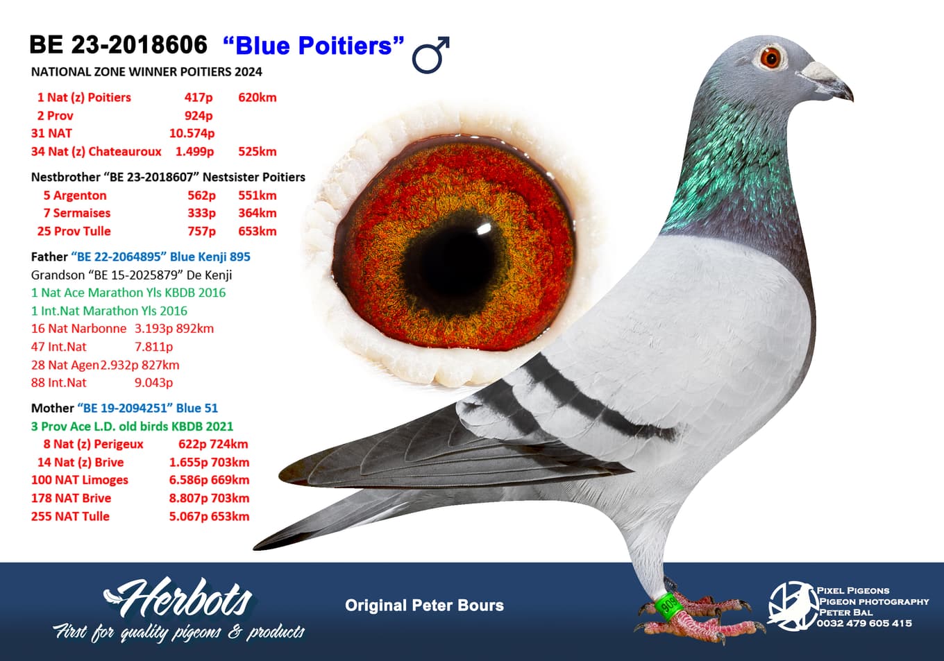 Pigeon Bids Peter Bours Part 4