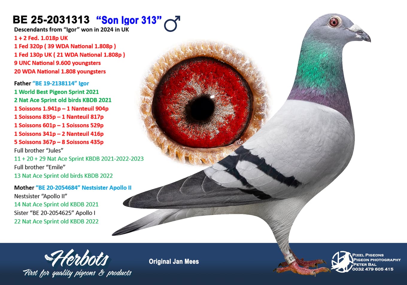 Pigeon Bids Mees Jan