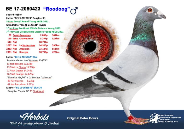 “Roodoog” - BE-17-2050423