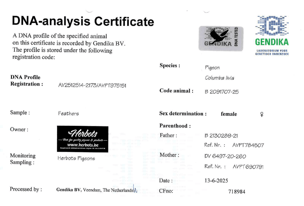 “BACHELOR KITTEL 707” - BE-25-2091707