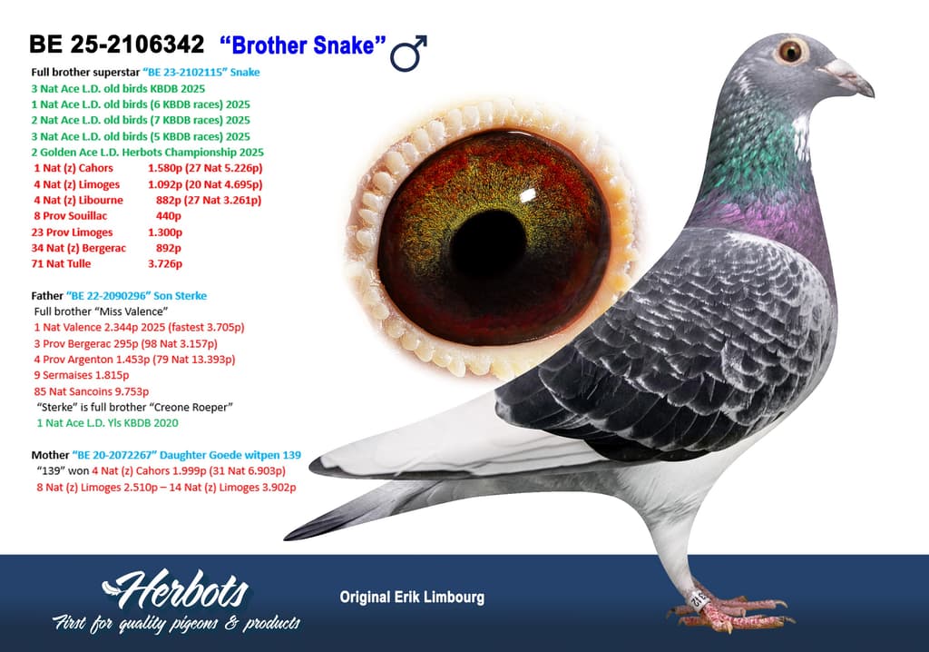 “Brother Snake” - BE-25-2106342