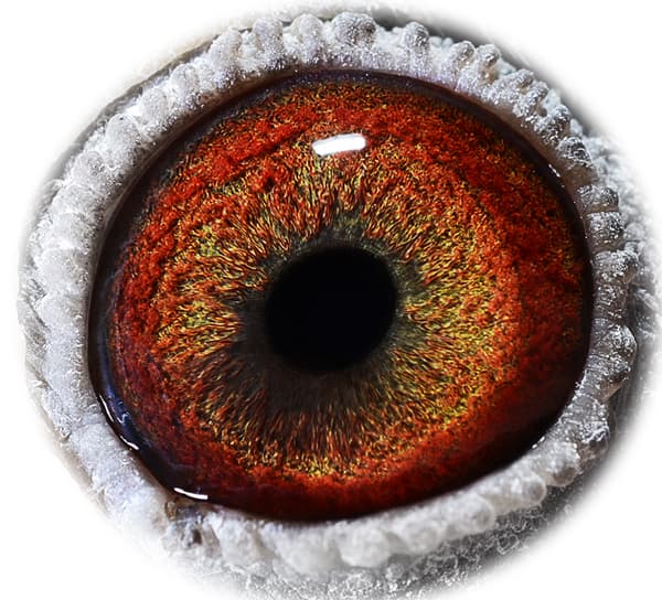 “660-Daughter Ruben” - BE-24-2118660