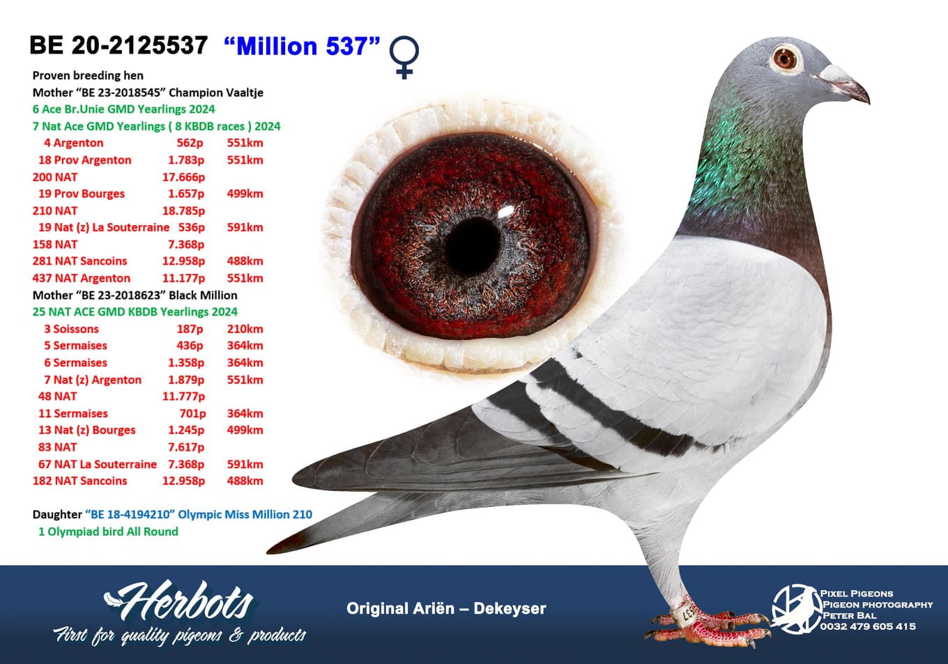 Pigeon Bids Bours Peter - unpaid pigeons