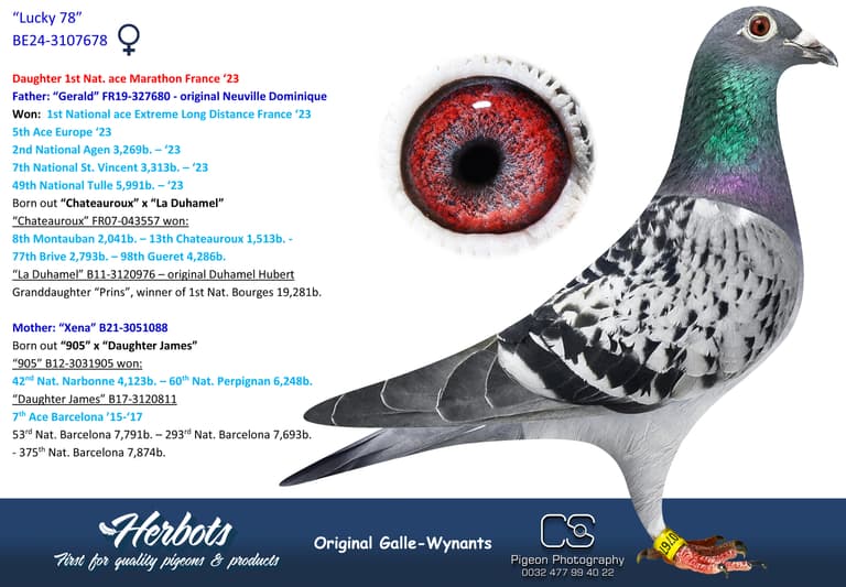 “Sister Maverick” - DV-01769-23-983