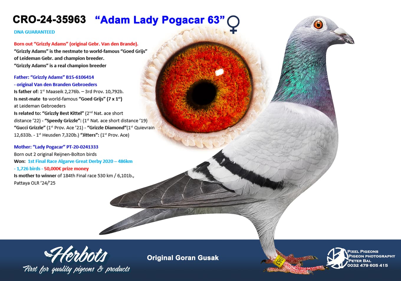 Pigeon Bids Goran Gusak July 2025
