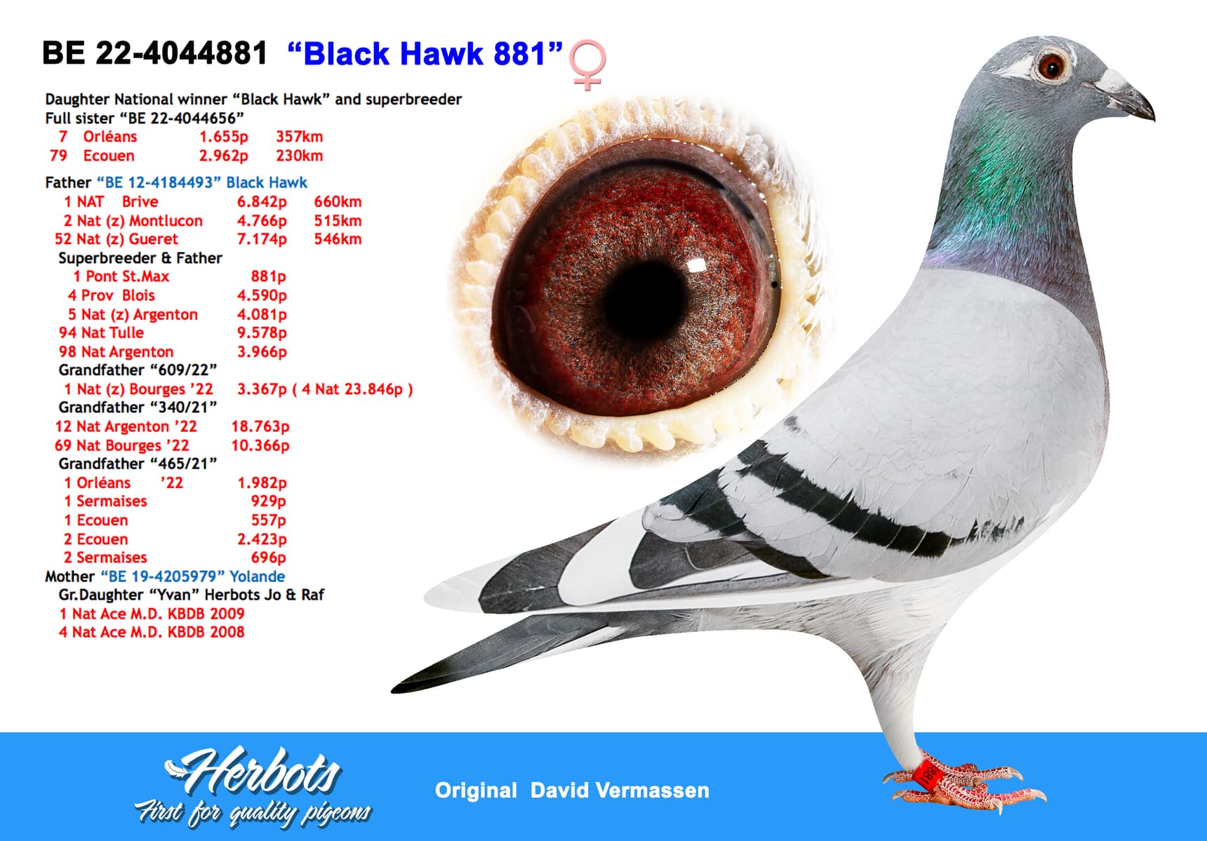 HOK DAVID VERMASSEN (Gavere) is national top from 100 to 700 km!