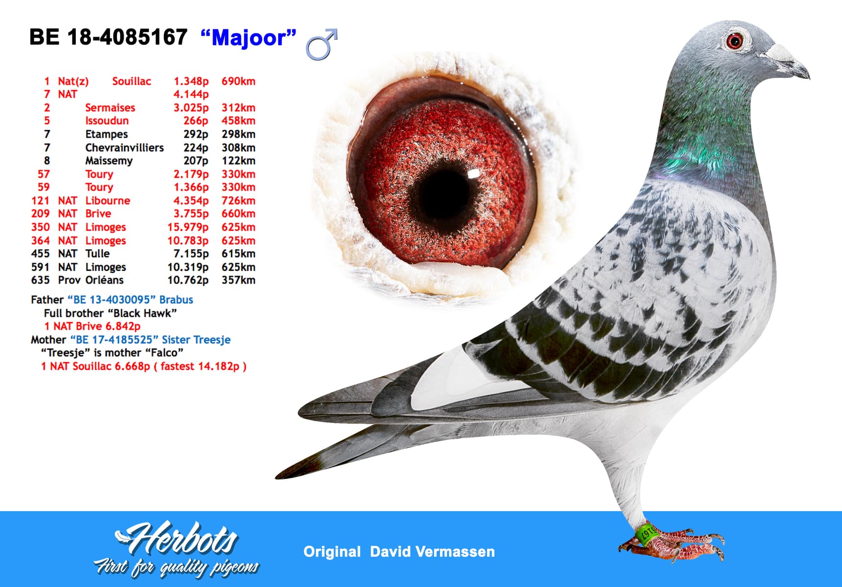 HOK DAVID VERMASSEN (Gavere) is national top from 100 to 700 km!